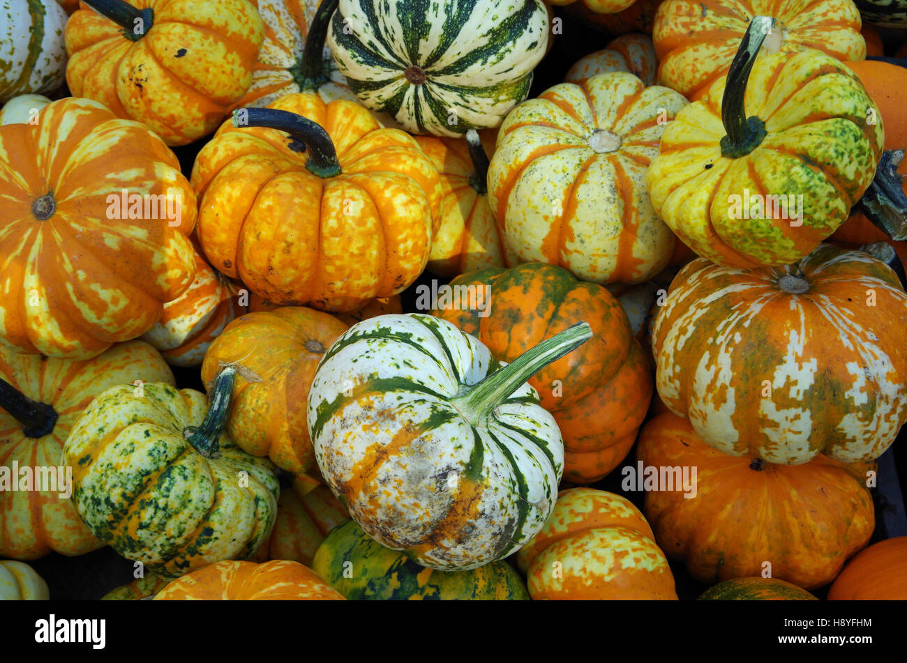 Mini pumpkins hi-res stock photography and images - Alamy