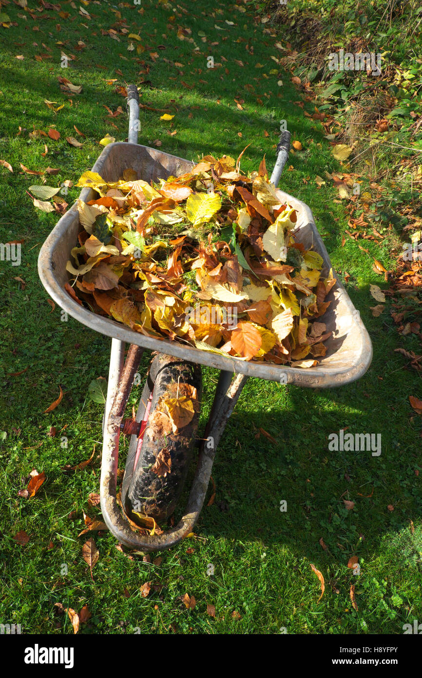 Sunny autumn day with a garden wheelbarrow full of collected fallen ...