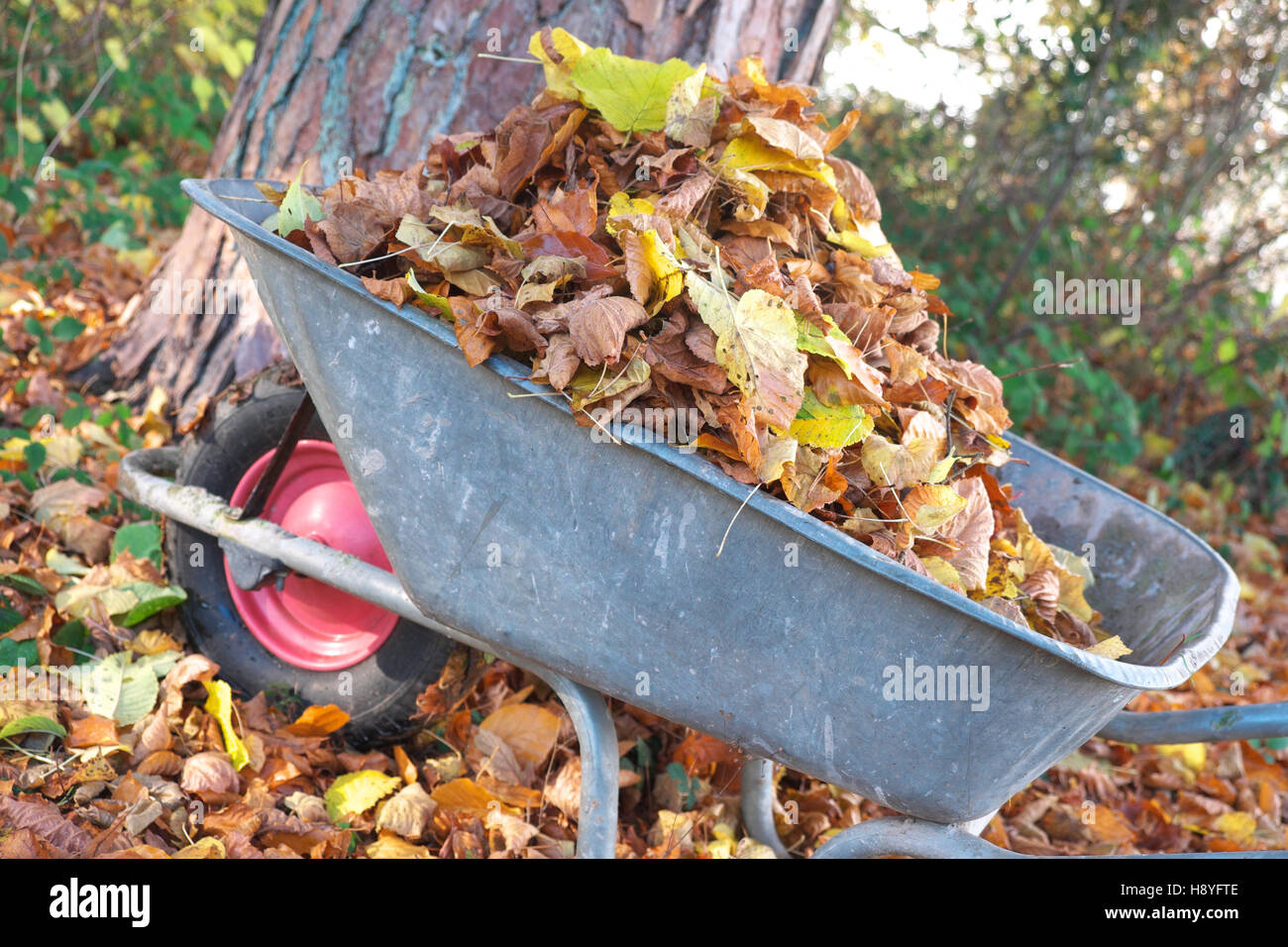Autumn leaves collected into a garden wheelbarrow Stock Photo - Alamy