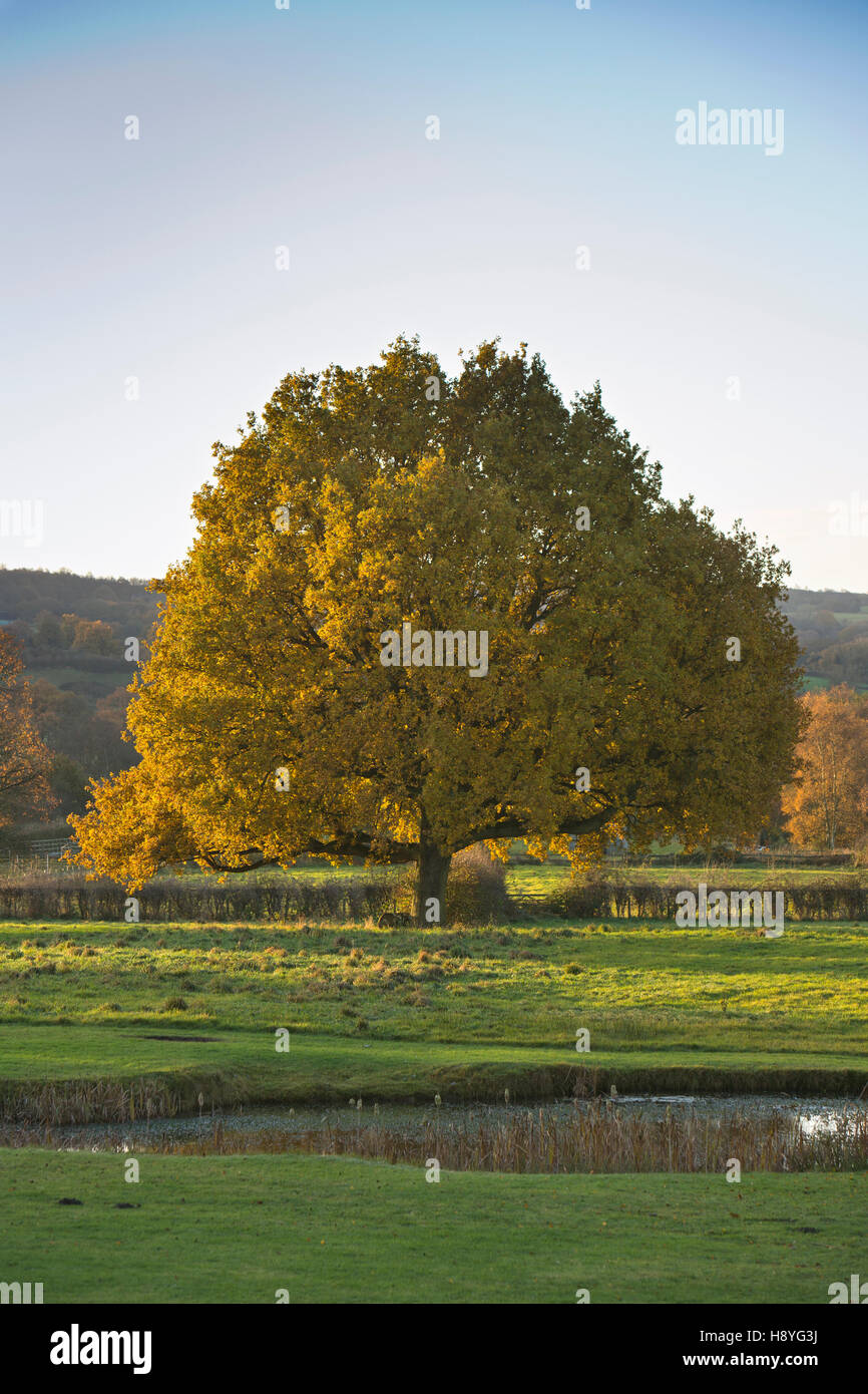 Changing tree colours hi-res stock photography and images - Alamy