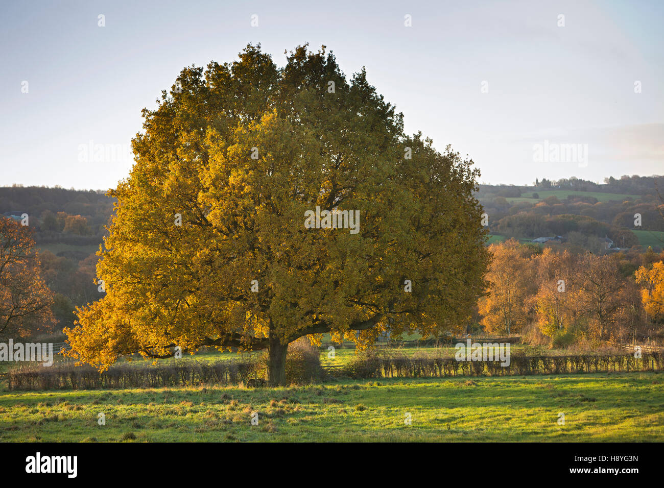UK, England, Cheshire, Congleton, Oak tree in autumn Stock Photo - Alamy
