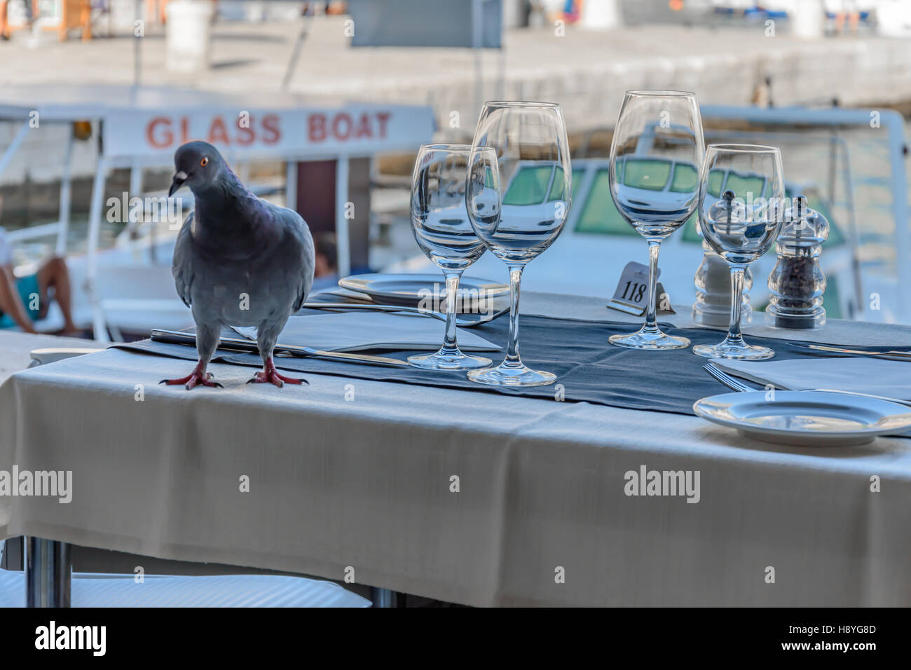 Pigeon standing on the table Stock Photo - Alamy