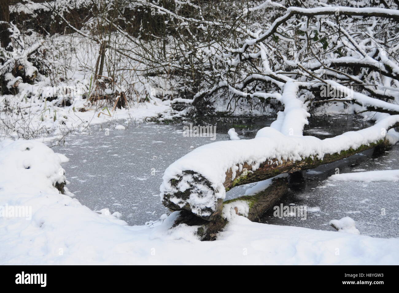 Snow, log and ice Stock Photo - Alamy