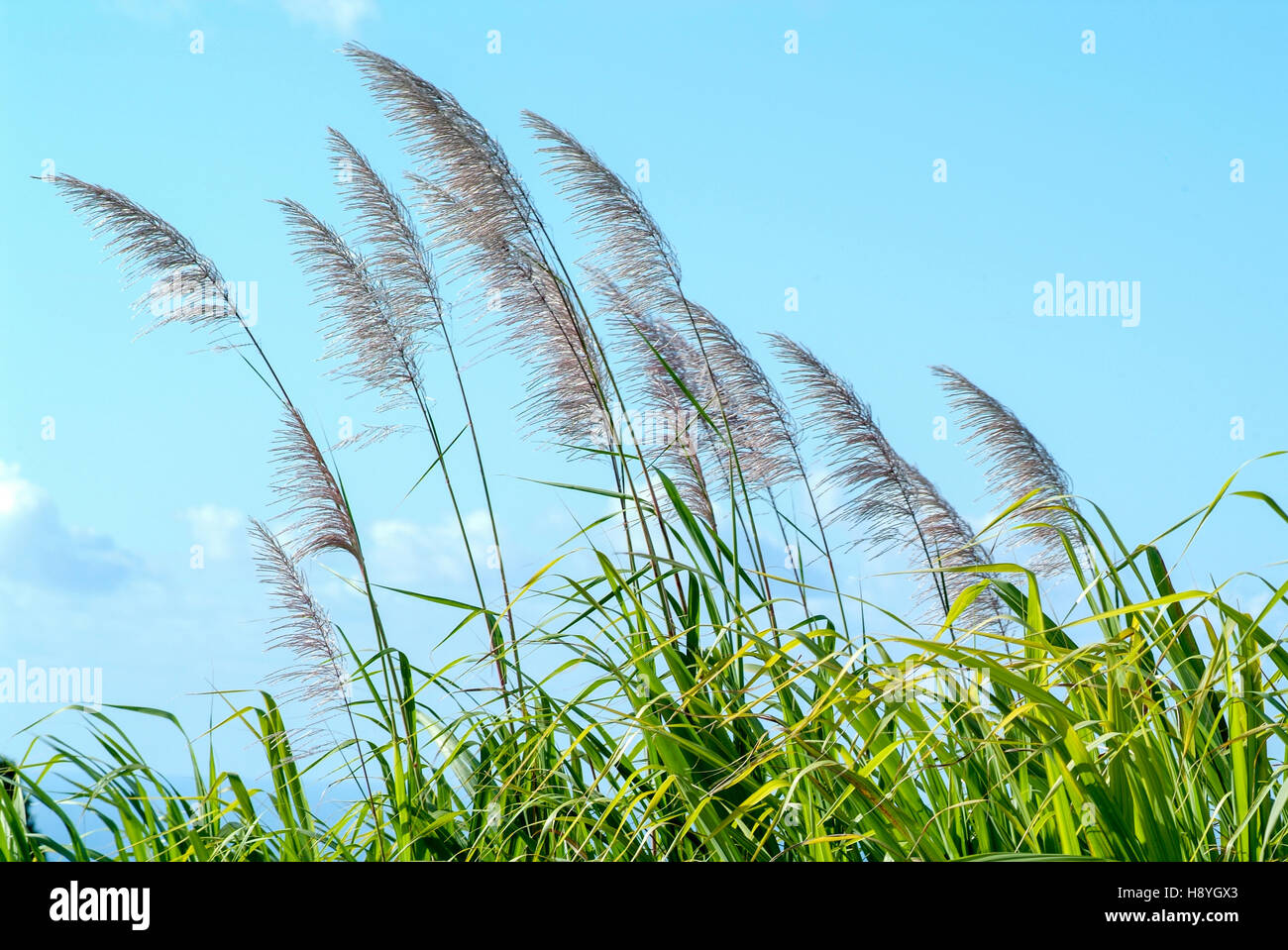 Flowers of sugar cane in the wind at La Reunion Island, France Stock ...