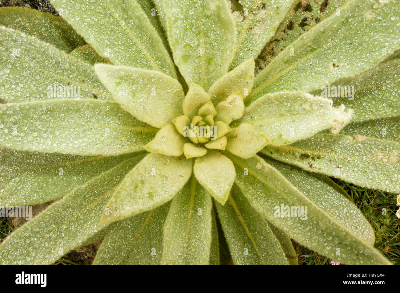 Tropical vegetation in La Reunion Island , France Stock Photo - Alamy