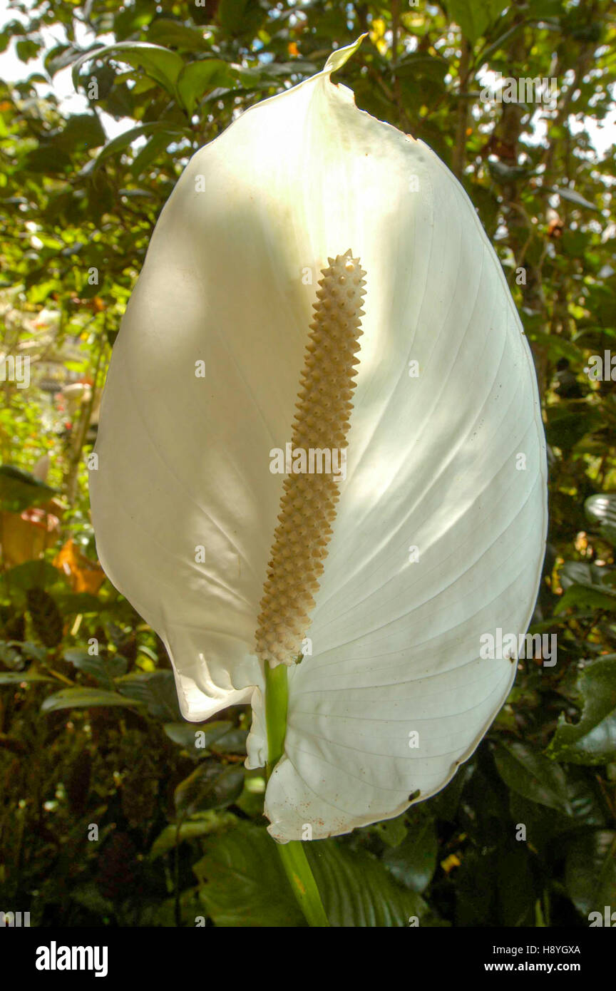 Tropical vegetation in La Reunion Island , France Stock Photo - Alamy