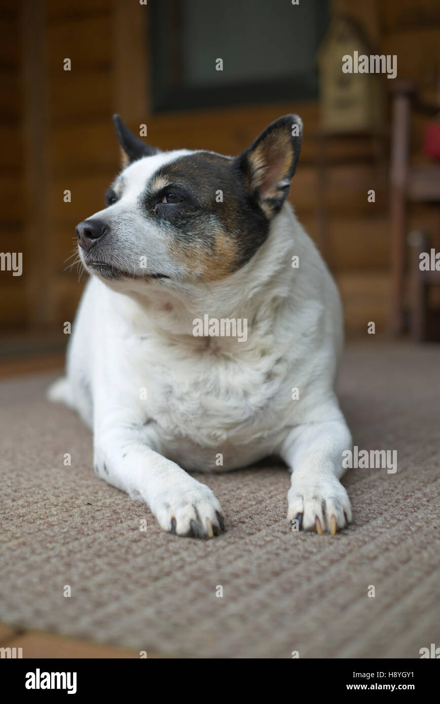 Fat rat terrier dog outside hi-res stock photography and images - Alamy