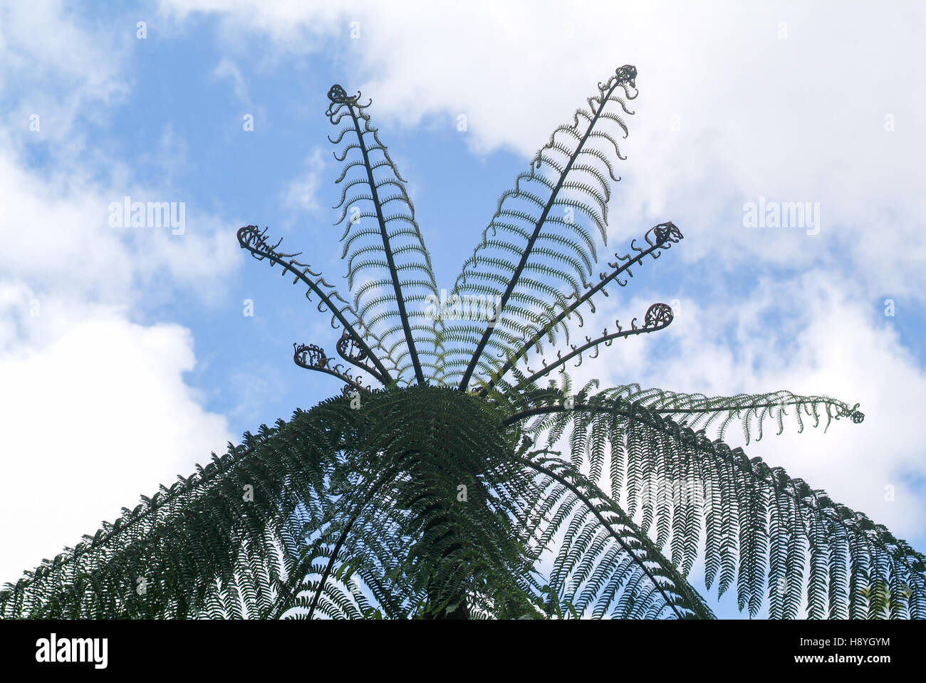 Tropical vegetation in La Reunion Island , France Stock Photo - Alamy