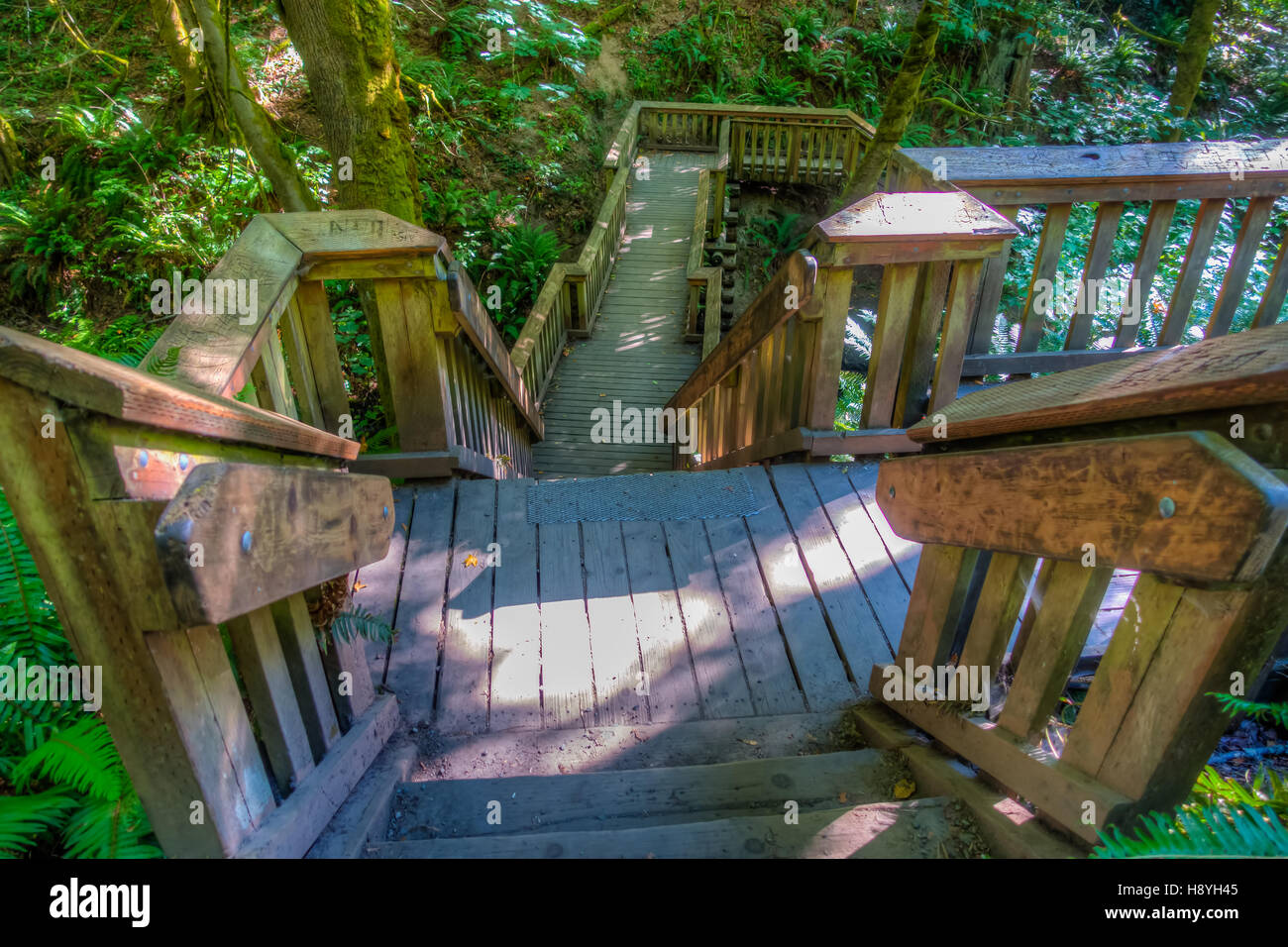 A view from above wooden stairs on a trail at Saltwater State Park in ...