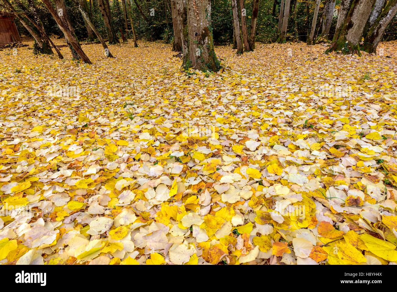 Lime tree leaves on the ground, Valromey, Ain, France Stock Photo - Alamy
