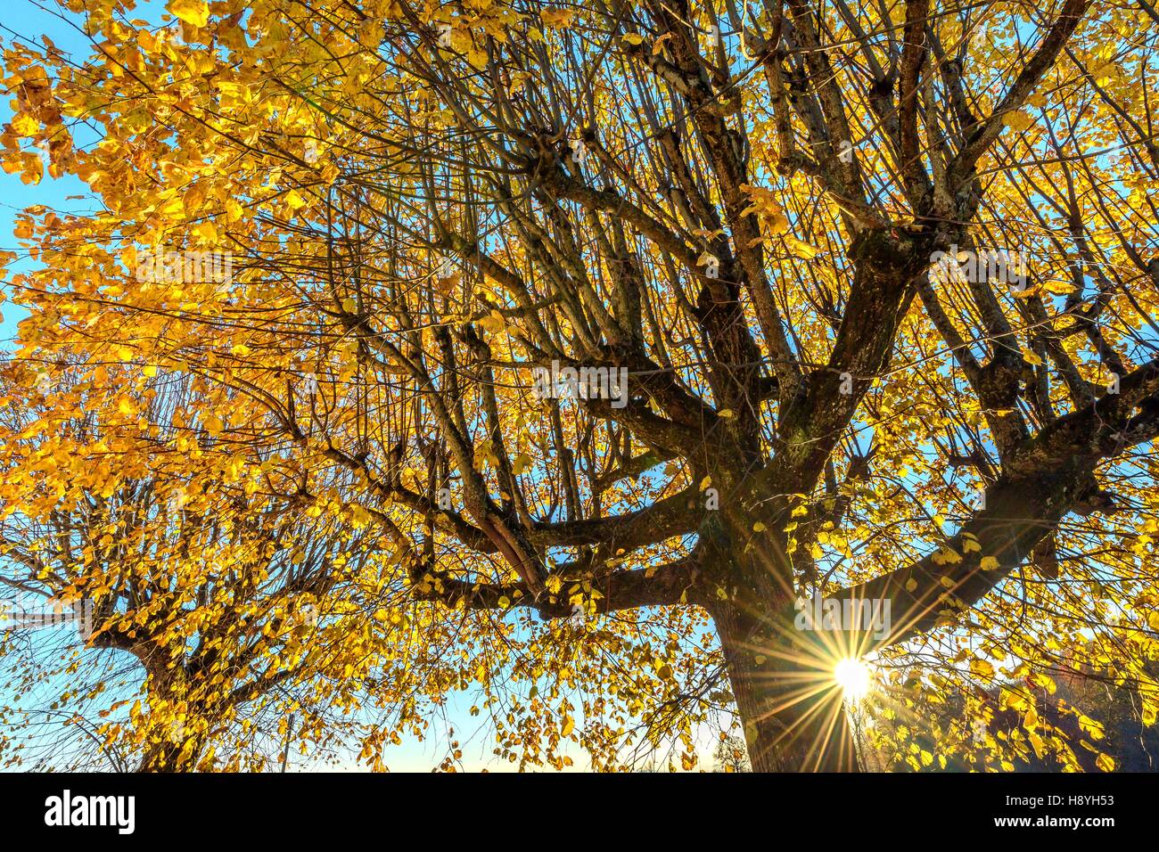 Old lime trees at dusk in autumn in a village of Savoy, Alps, France ...