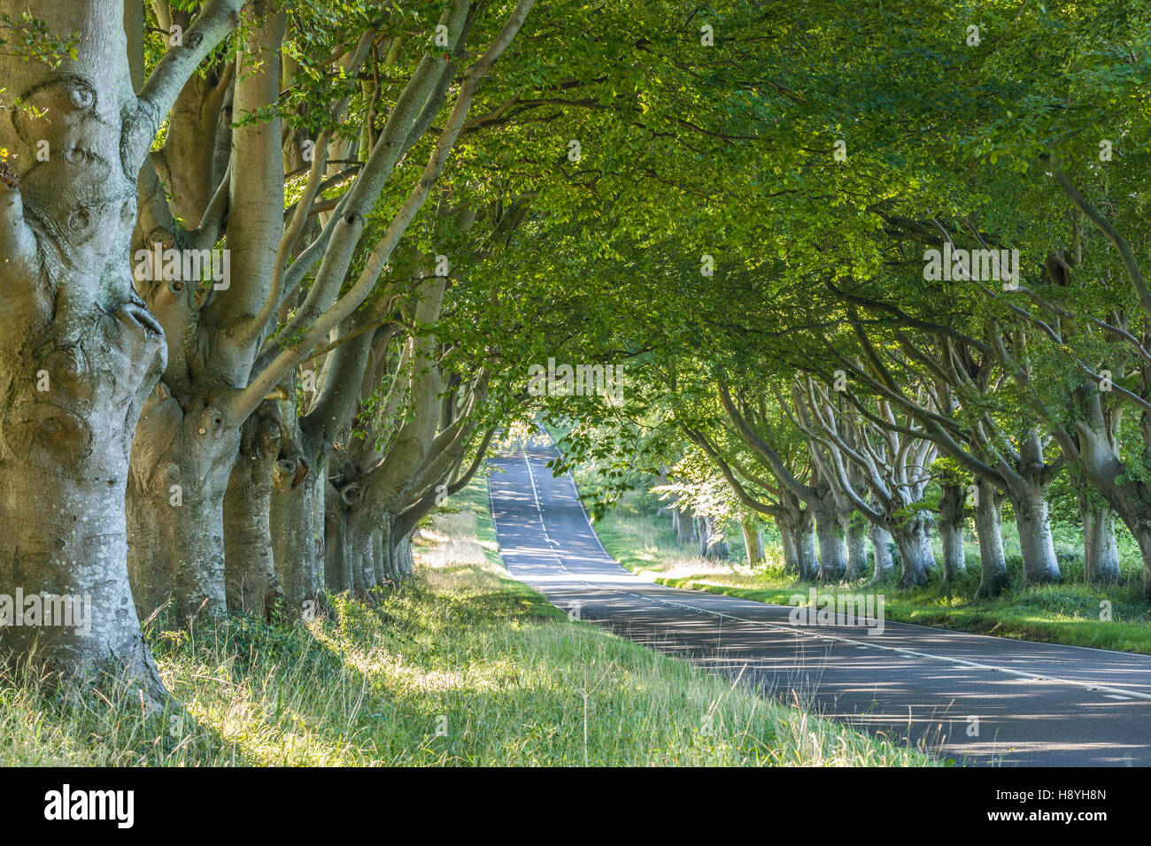 Avenue of beech trees hi-res stock photography and images - Alamy