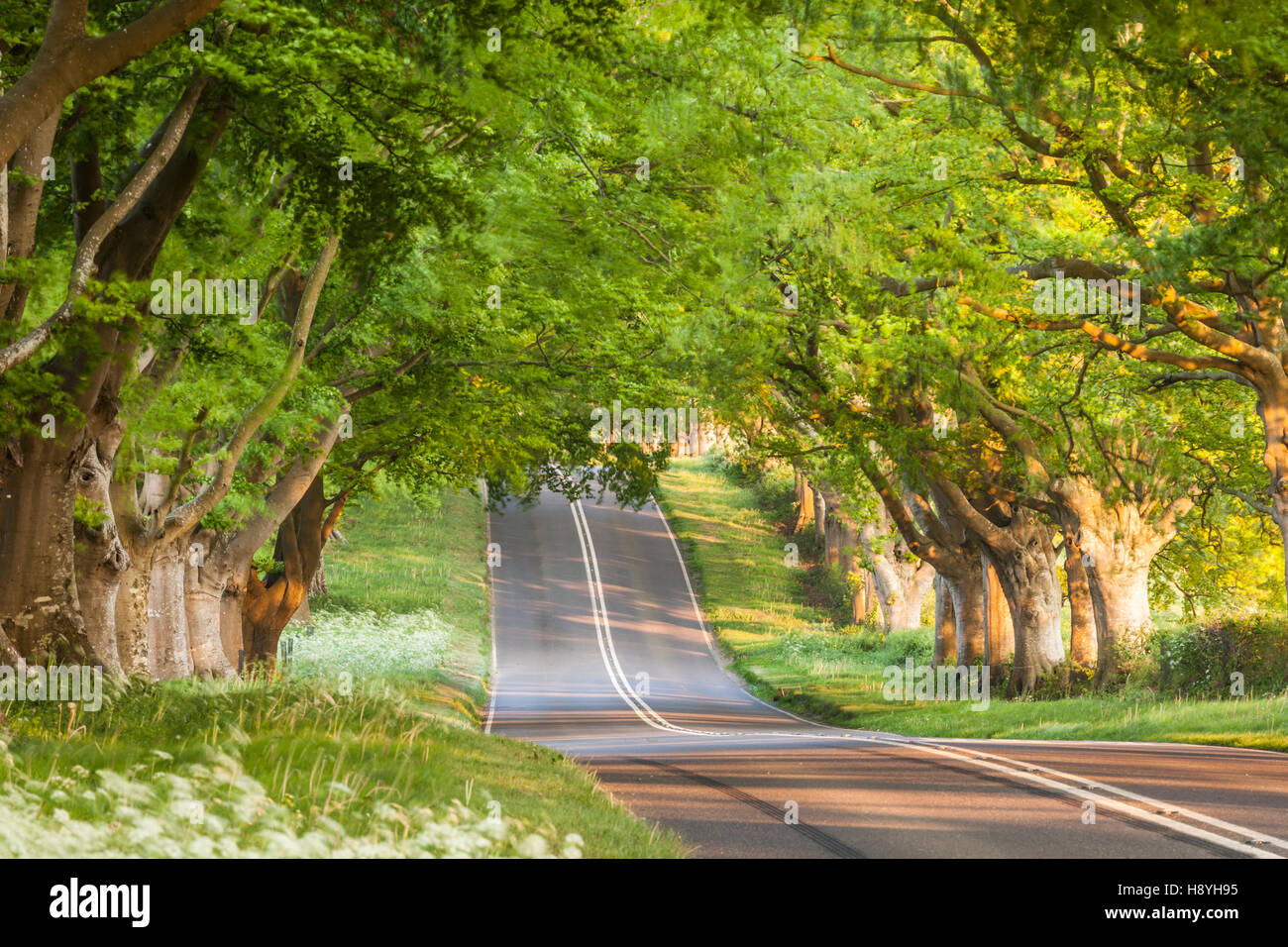 Beech tree avenue hi-res stock photography and images - Alamy