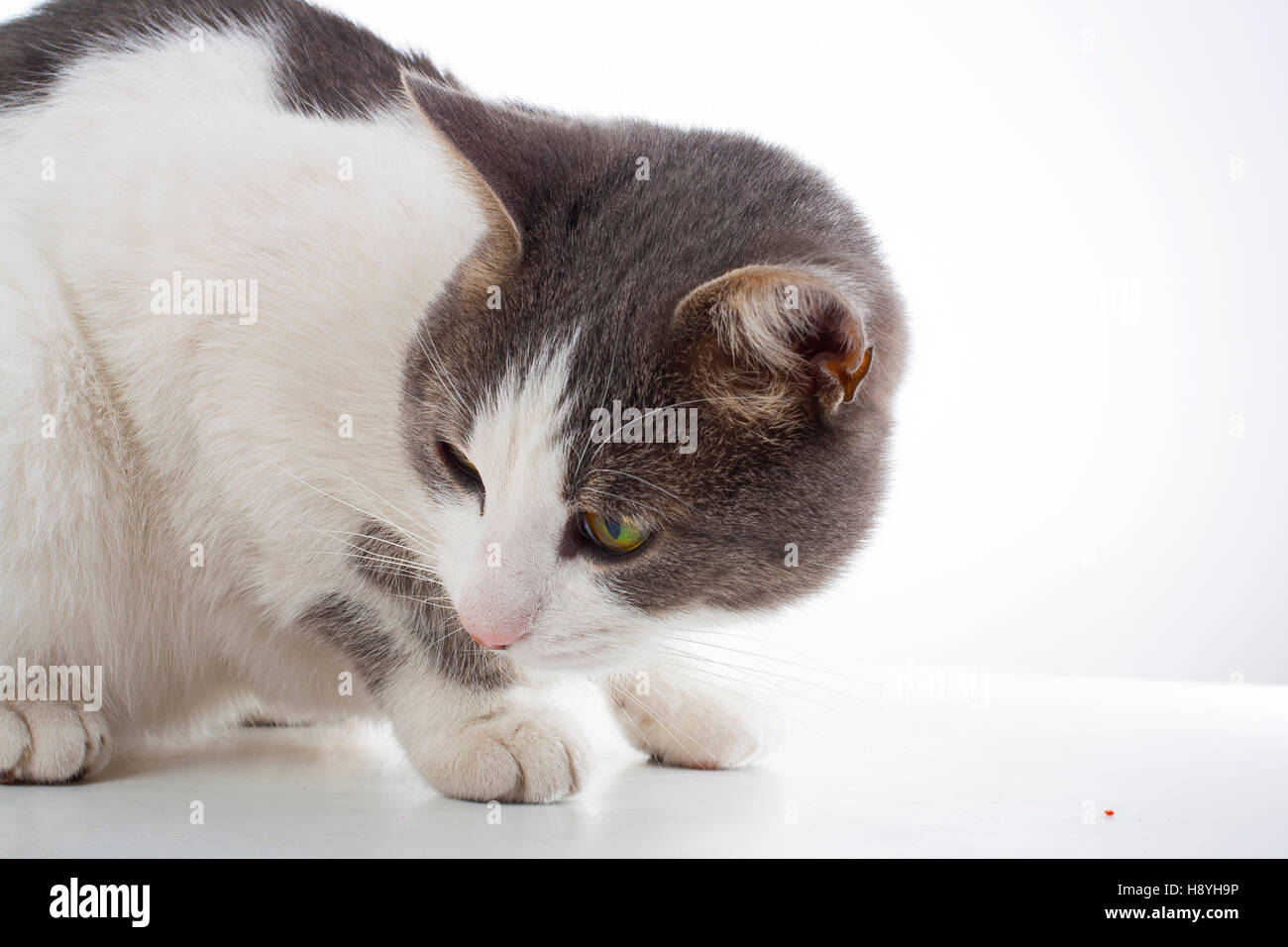 Scared angry cat on studio white background Stock Photo - Alamy
