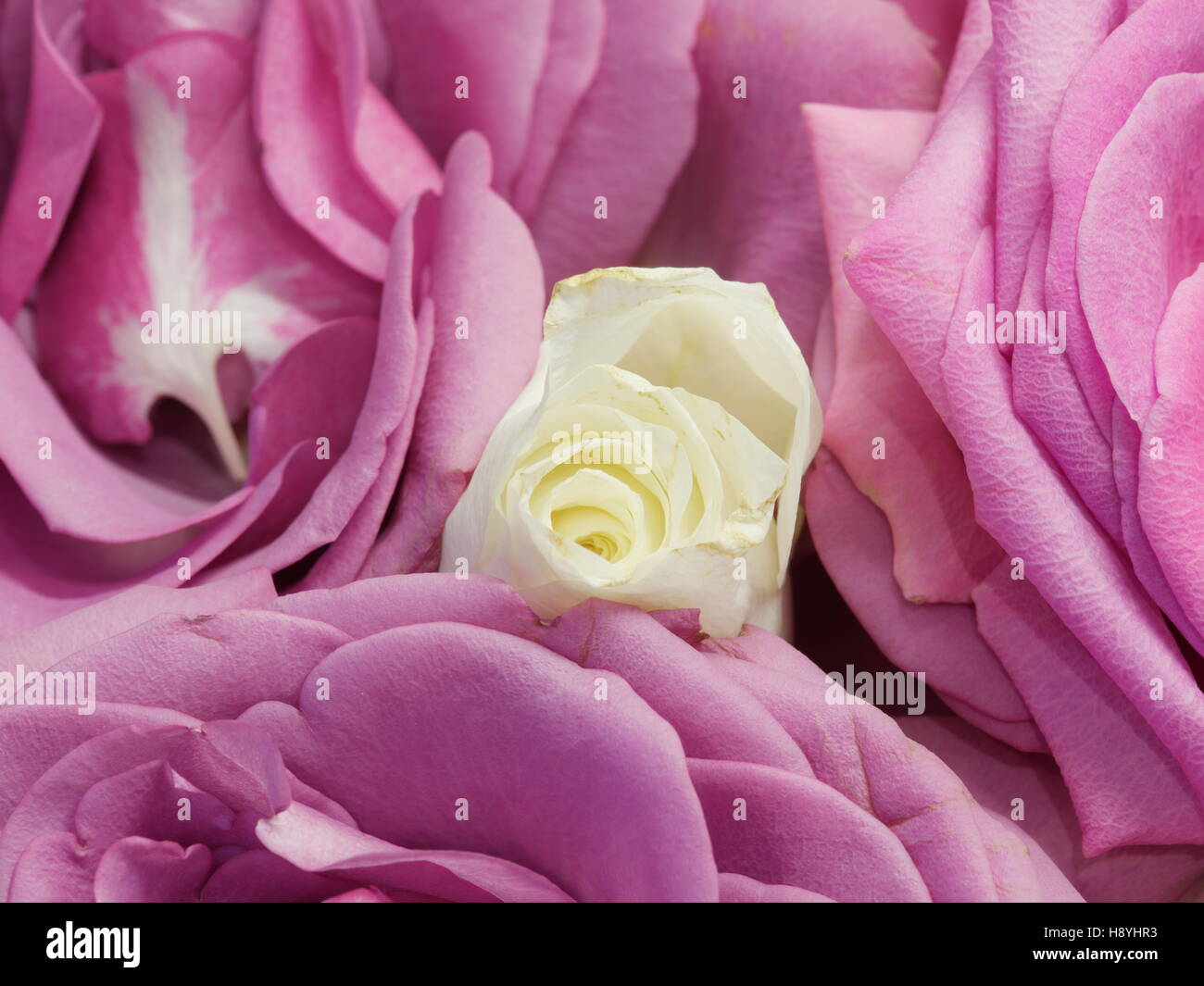 Nestled rose petals hi-res stock photography and images - Alamy