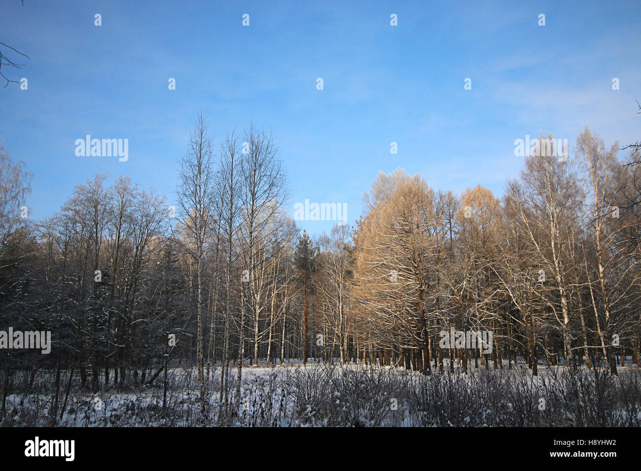 Winter snow park forest Stock Photo - Alamy