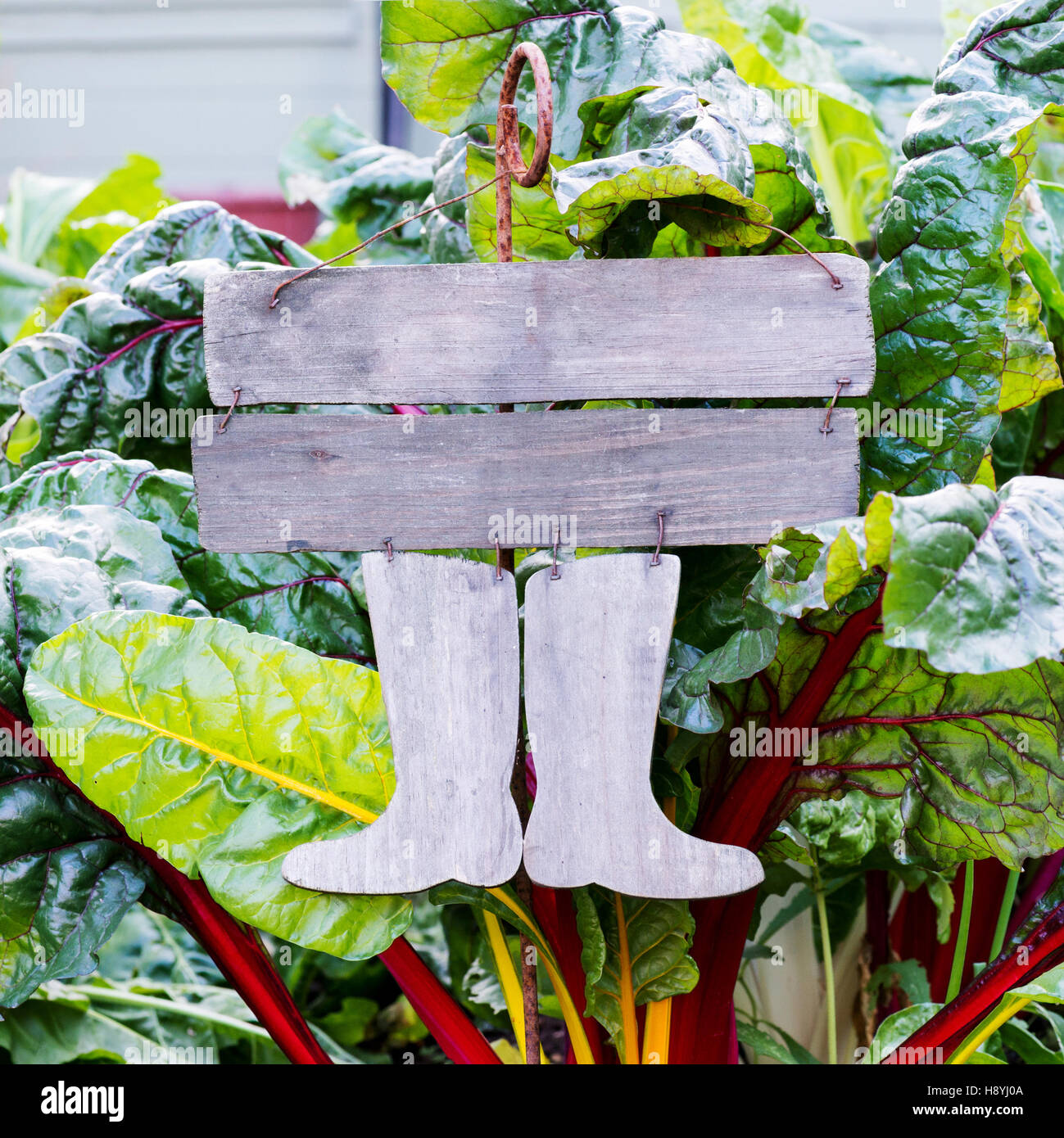 Old blank wooden sign in a fresh vegetable garden , ideal for copy ...