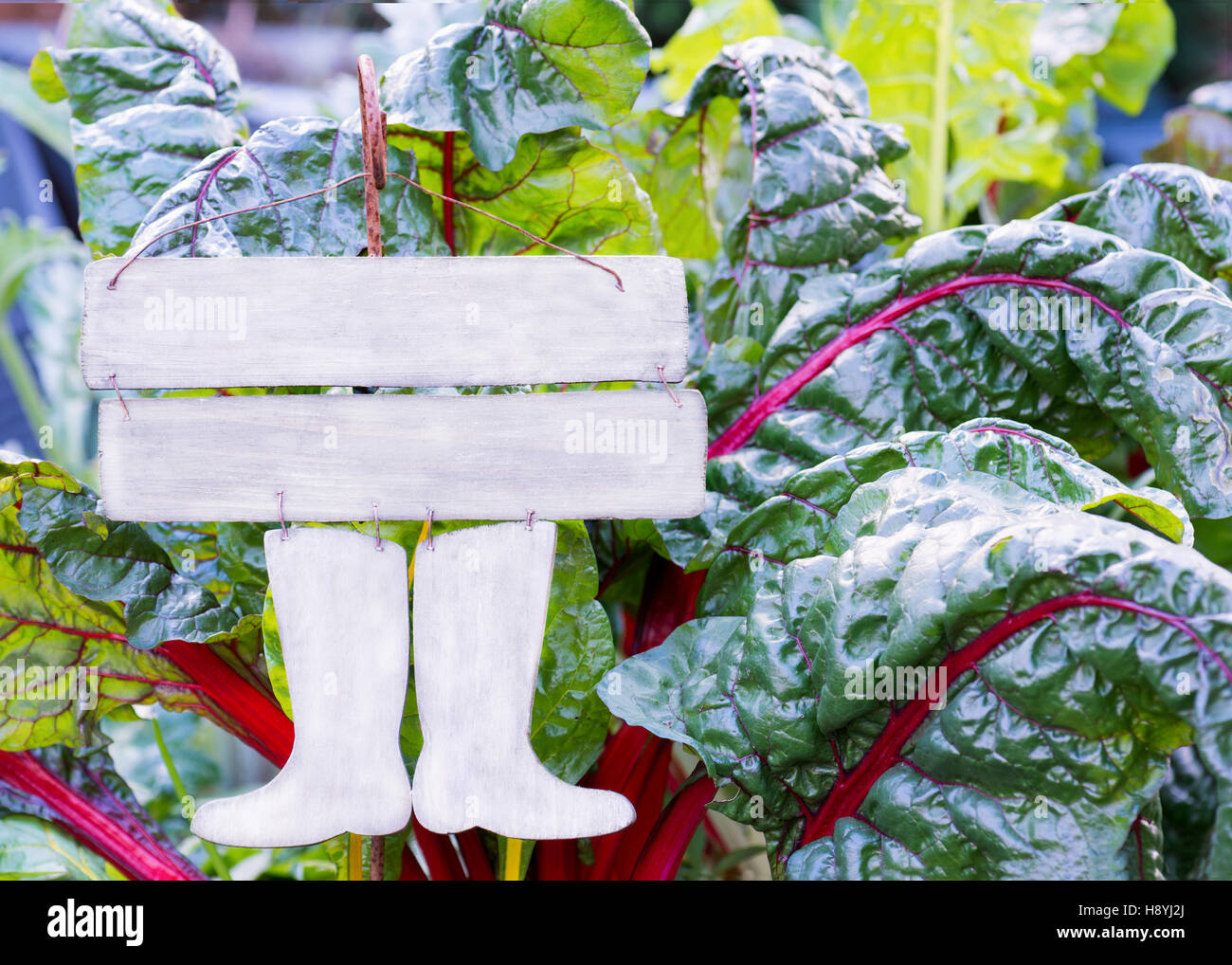 blank wooden sign in a colorful vegetable garden, ideal for copy space ...