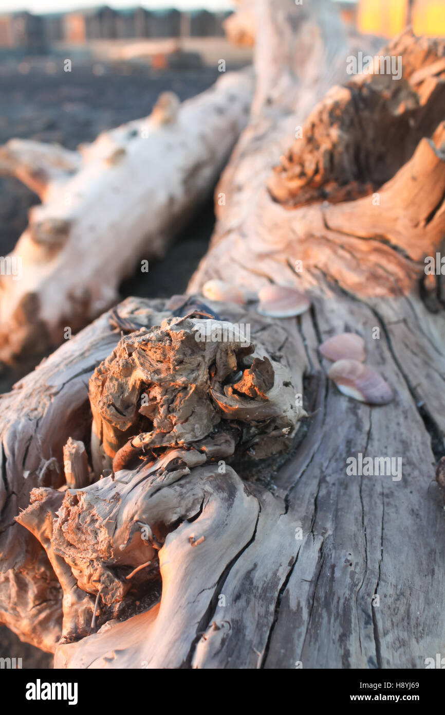 seashell on a wooden dead tree Stock Photo - Alamy