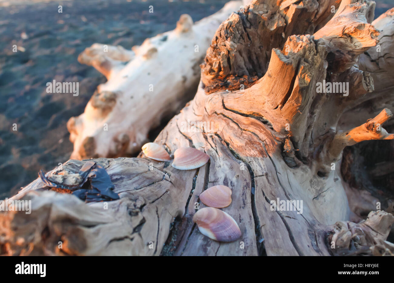 seashell on a wooden dead tree Stock Photo - Alamy