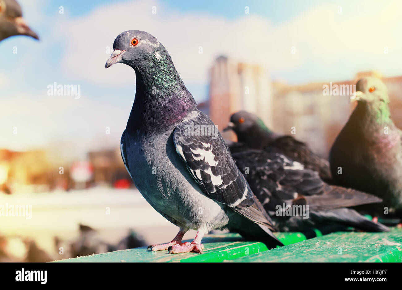 gray doves on the background of the building Stock Photo - Alamy