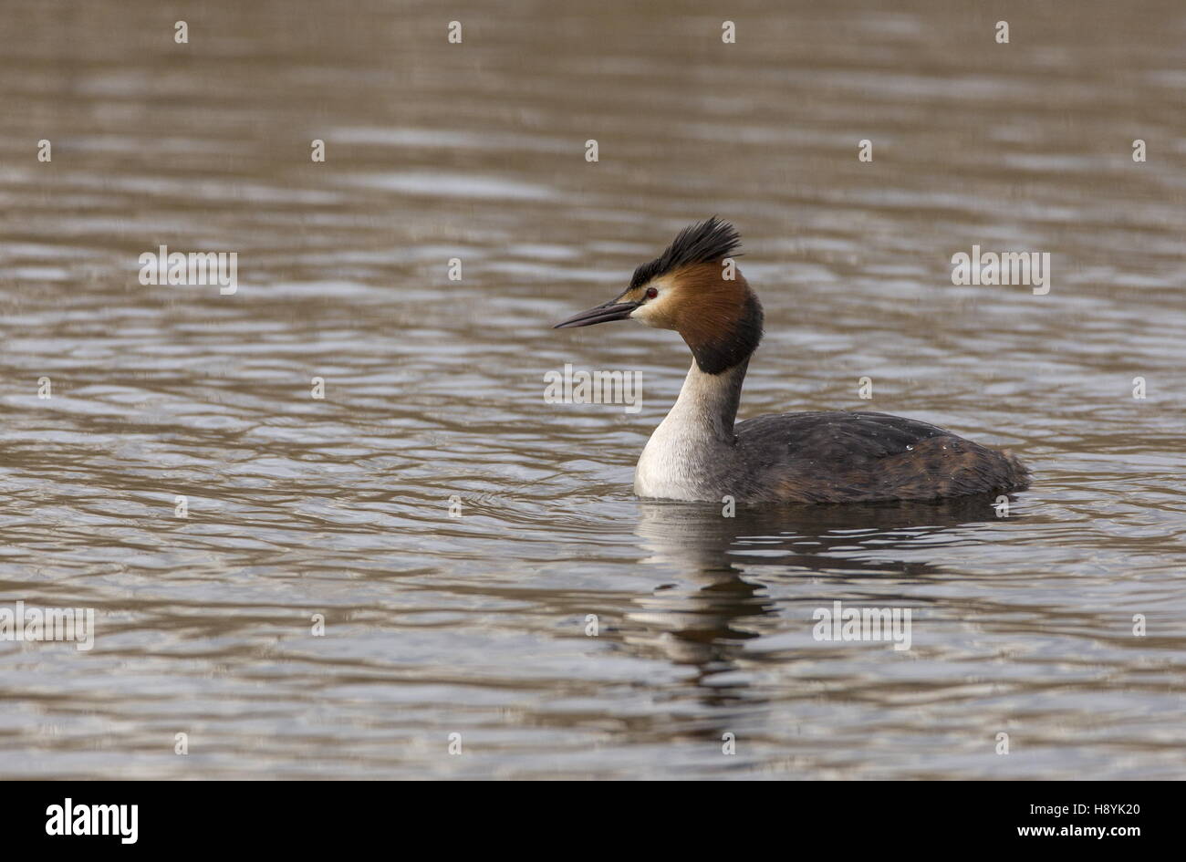 Norfolk broads birds hi-res stock photography and images - Alamy