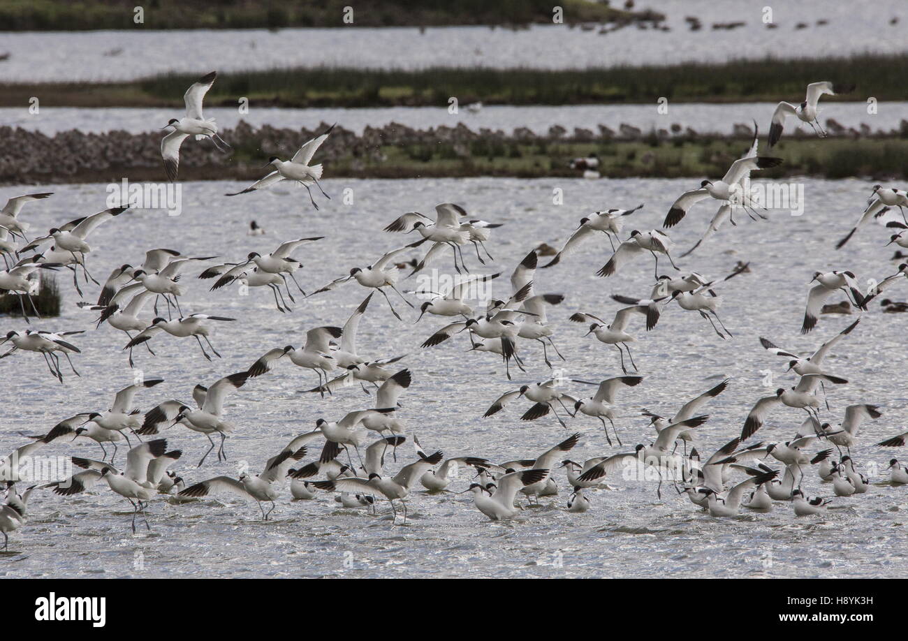 Avocets, Recurvirostra avosetta, flock in flight at coastal lagoon ...