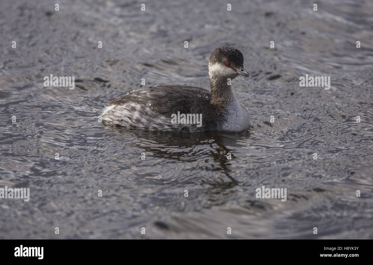 Horned grebe winter plumage hi-res stock photography and images - Alamy