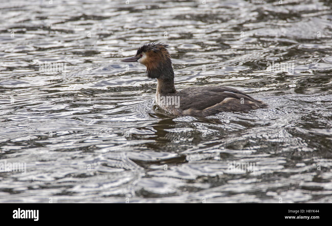 Winter plumage great crested grebe hi-res stock photography and images ...