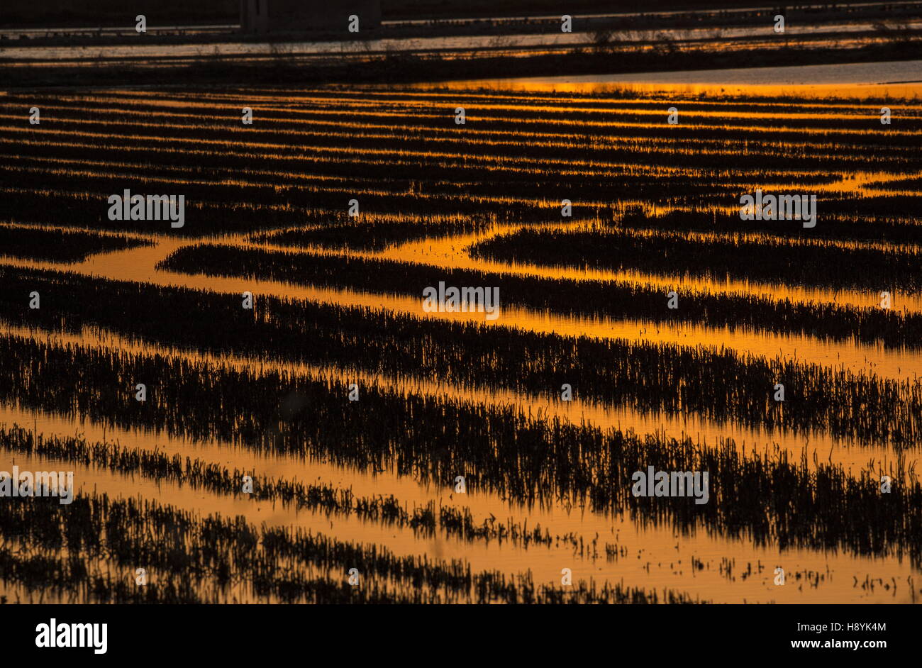 Flooded rice paddy fields at sunset, in Albufera reserve, Valencia ...