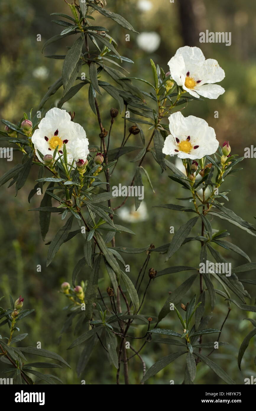 Gum Cistus, Gum rock-rose, Cistus ladanifer in flower, Andalucia Stock ...