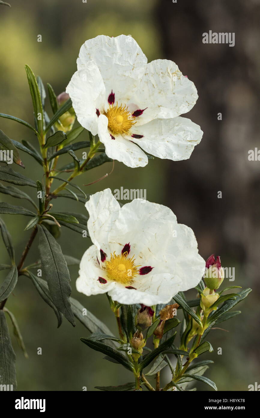 Rose gum hi-res stock photography and images - Alamy