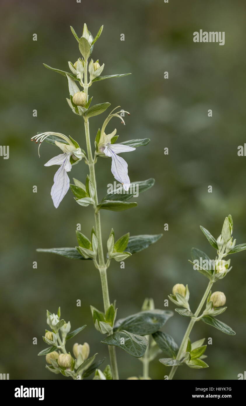 Tree Germander, Teucrium fruticans in flower, maquis, south-west Spain ...