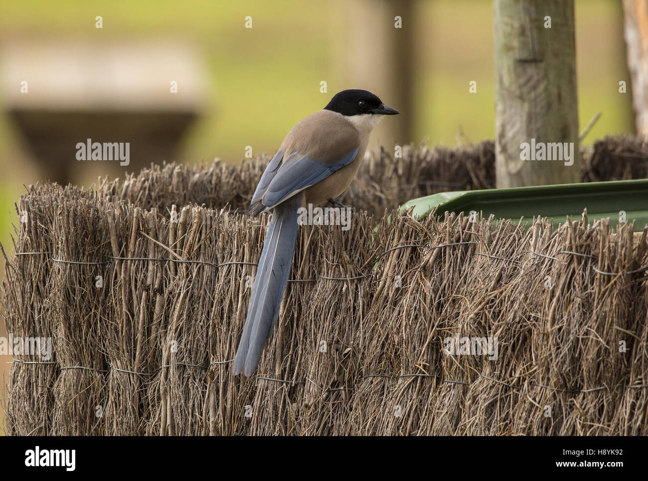 Iberian azure-winged magpie or Iberian magpie, Cyanopica cooki, on ...