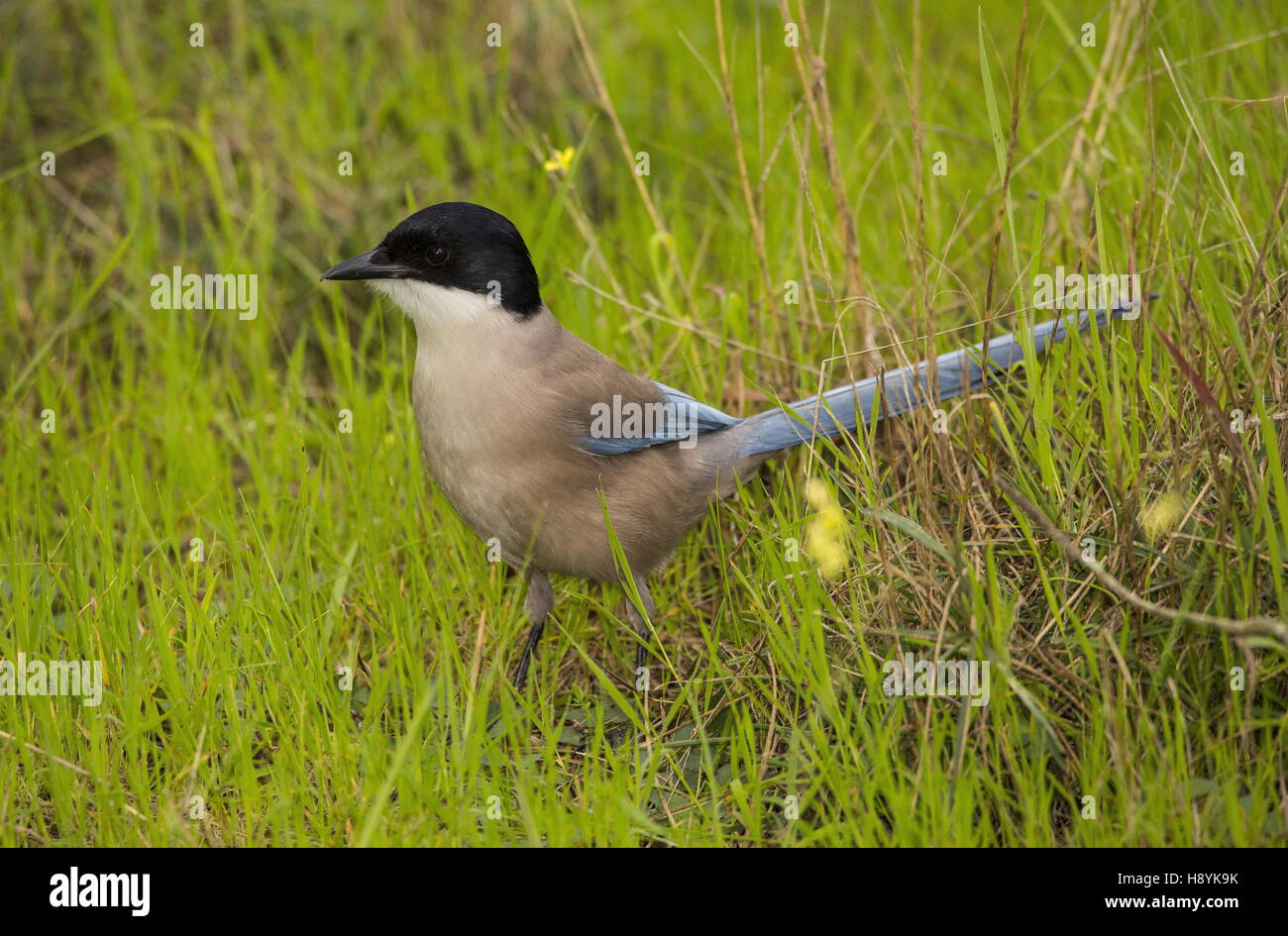 Iberian azure winged magpie hi-res stock photography and images - Alamy