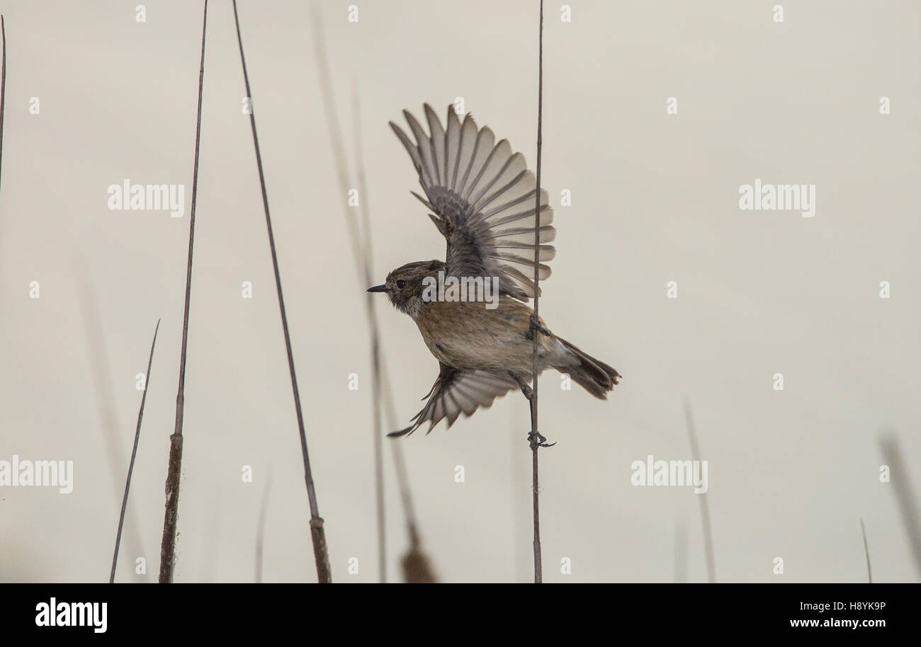 Juvenile stonechat High Resolution Stock Photography and Images - Alamy