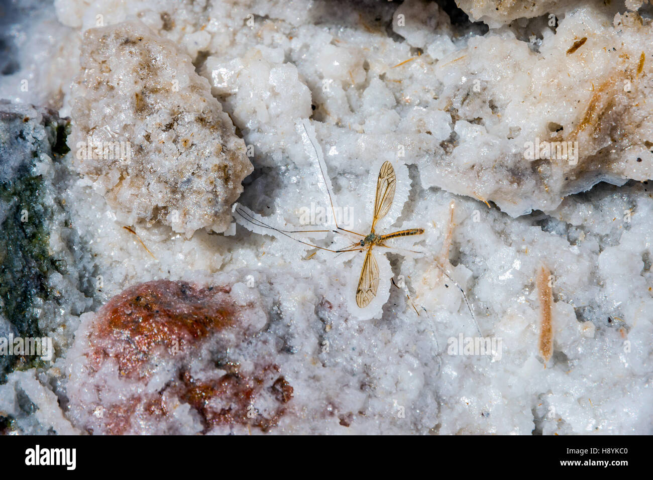 Mosquito preserved in salt crystals, Chaqia lake, China Stock Photo - Alamy