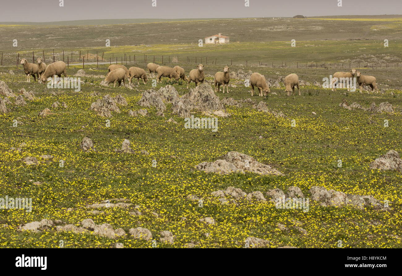 Merino sheep hi-res stock photography and images - Alamy