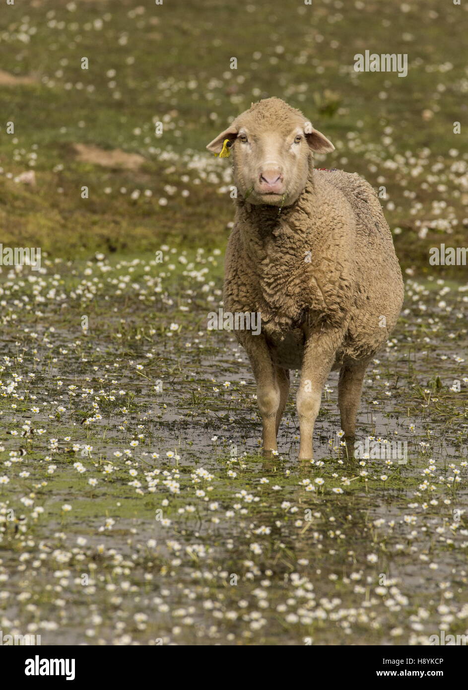 Sheep drinking hi-res stock photography and images - Alamy