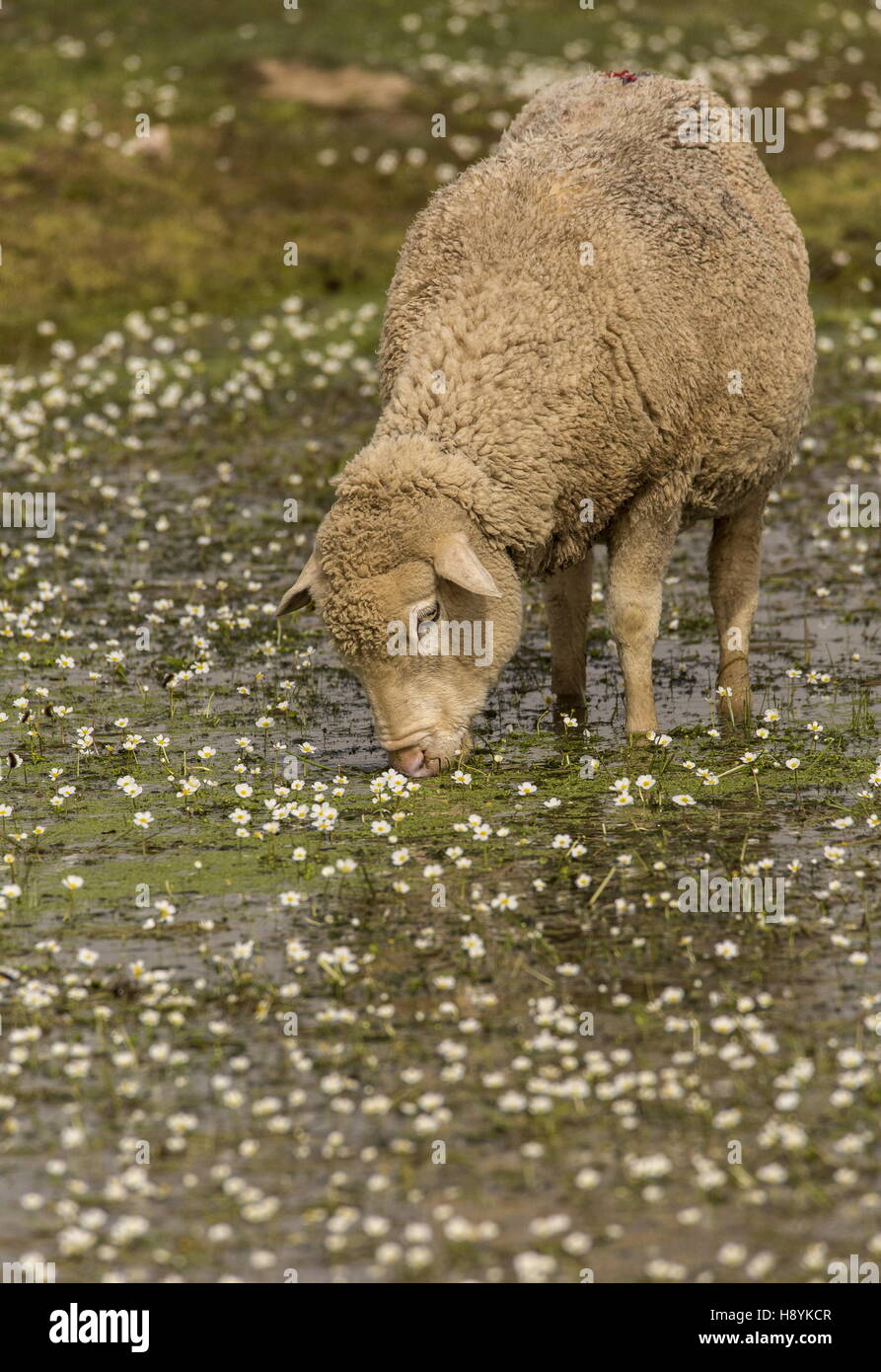 Picture sheep hi-res stock photography and images - Alamy