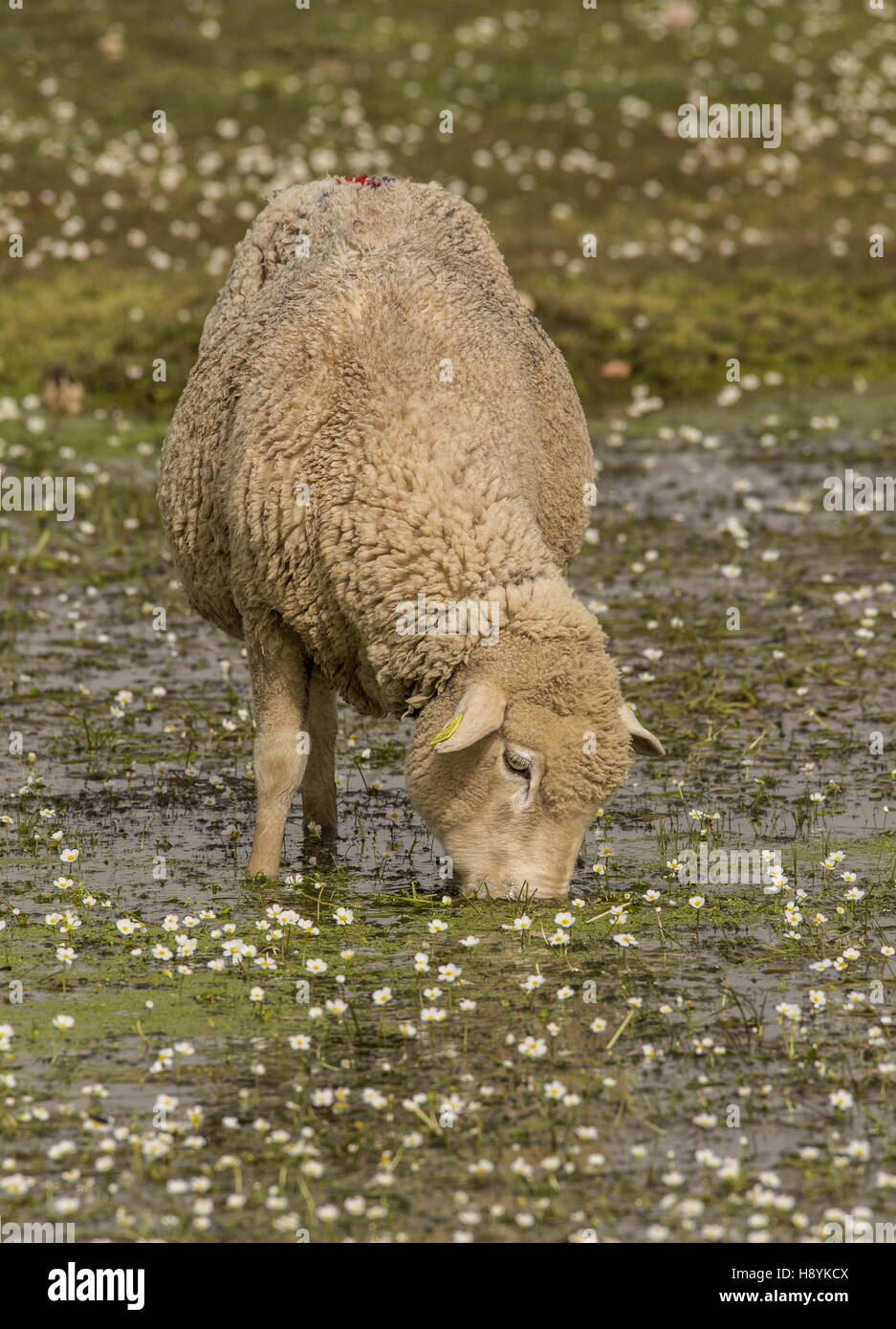 Sheep drinking water hi-res stock photography and images - Alamy