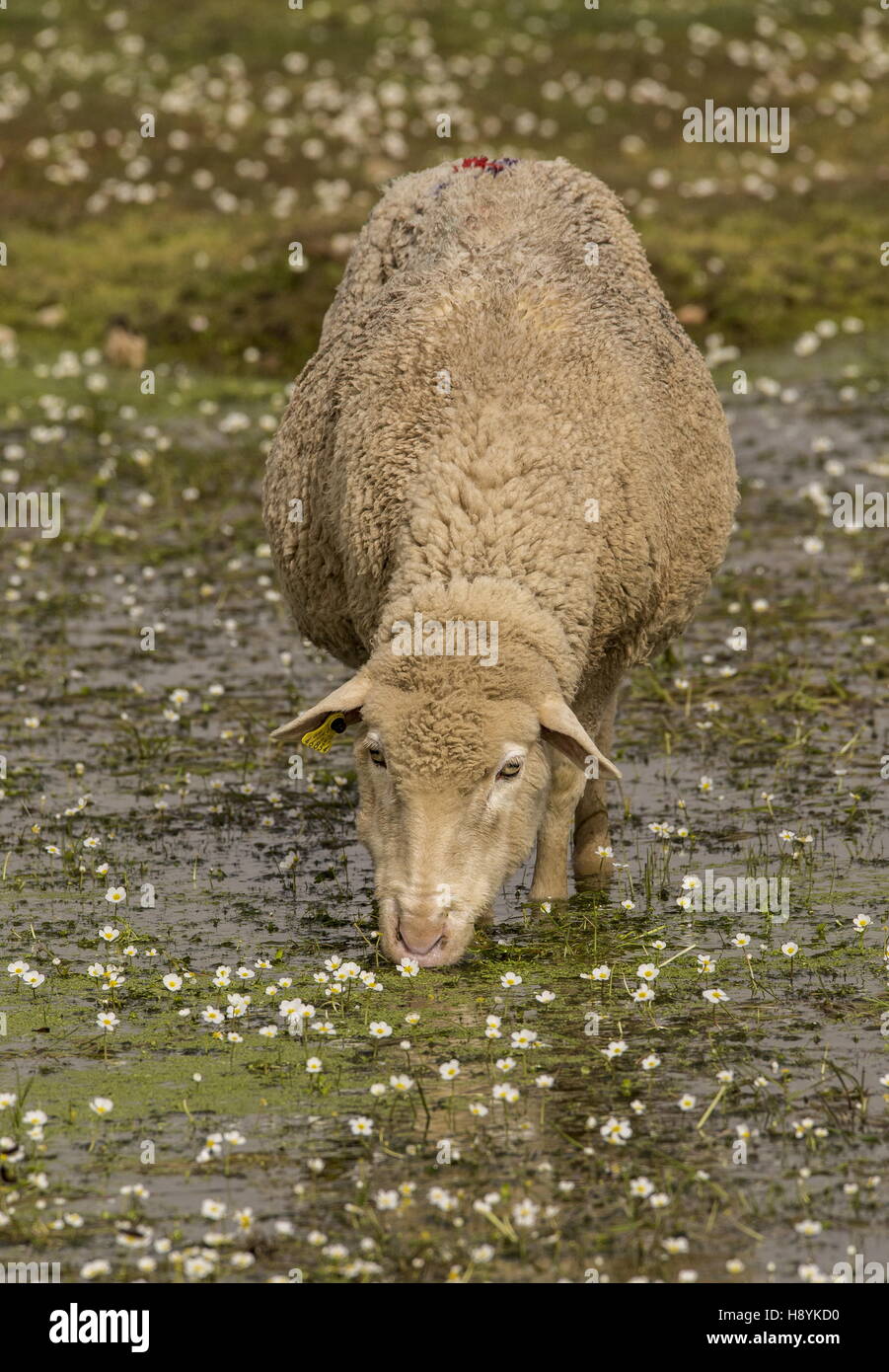 Drinking water sheep hi-res stock photography and images - Alamy