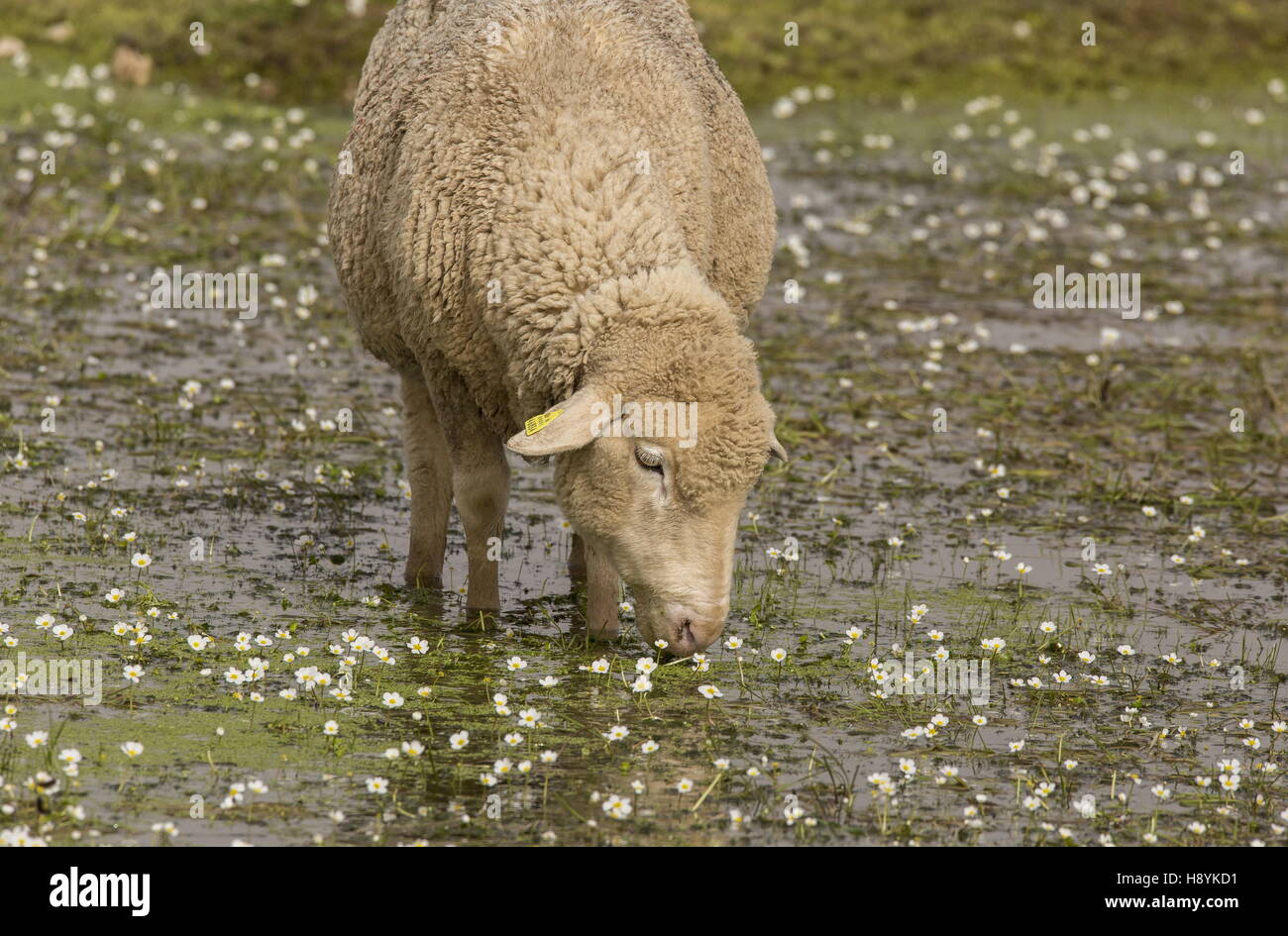 Sheep drinking water hi-res stock photography and images - Alamy