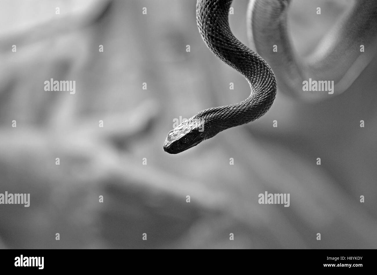 Australian Native Endemic Wildlife Black and White Stock Photos ...