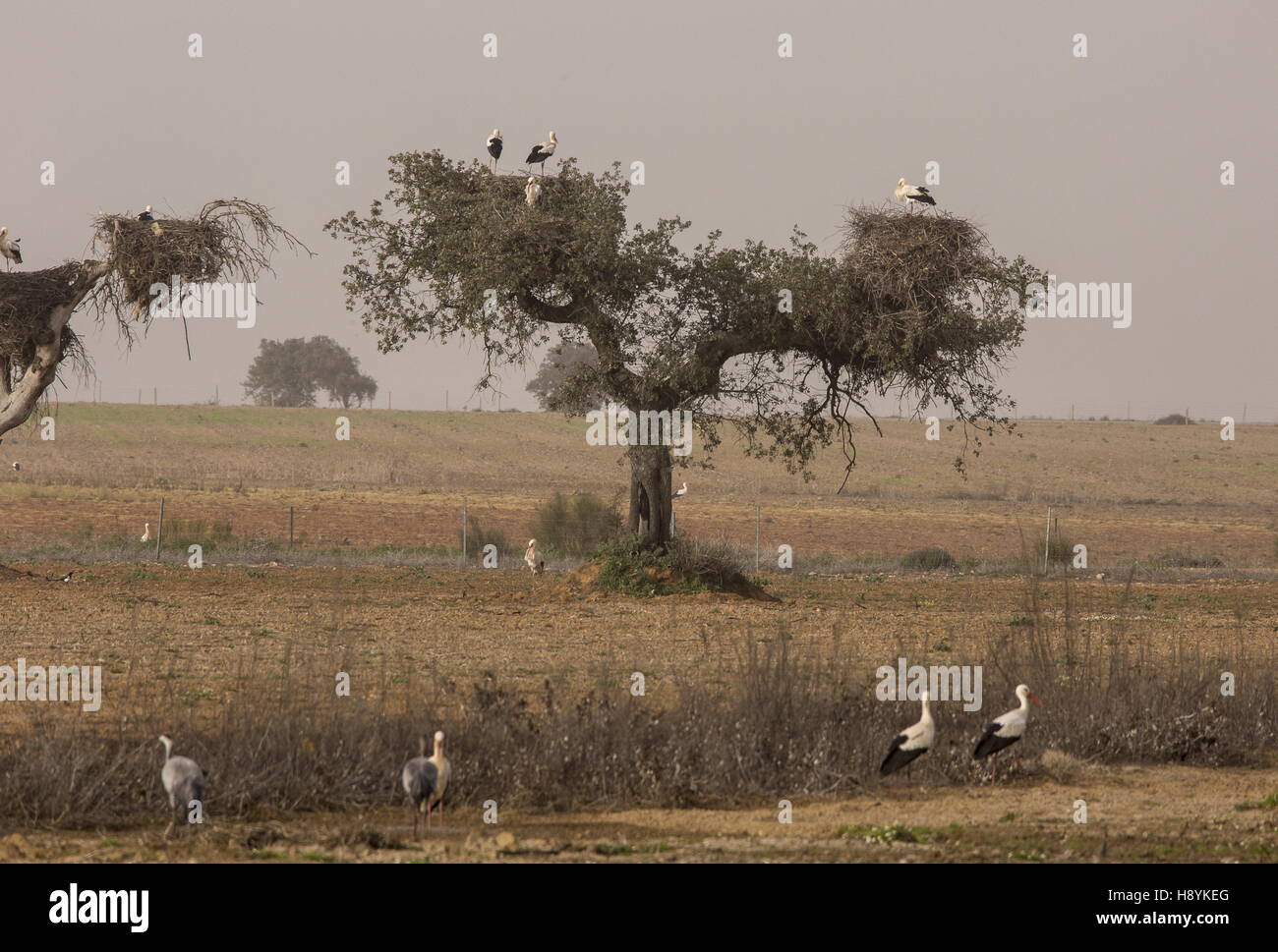 White storks nesting in old Holm Oak tree, Extremadura, Spain Stock ...