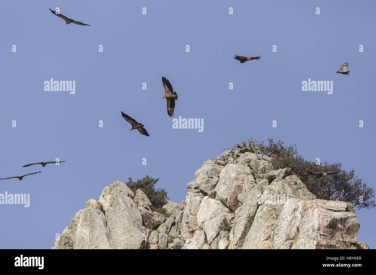 Griffon vultures hi-res stock photography and images - Alamy