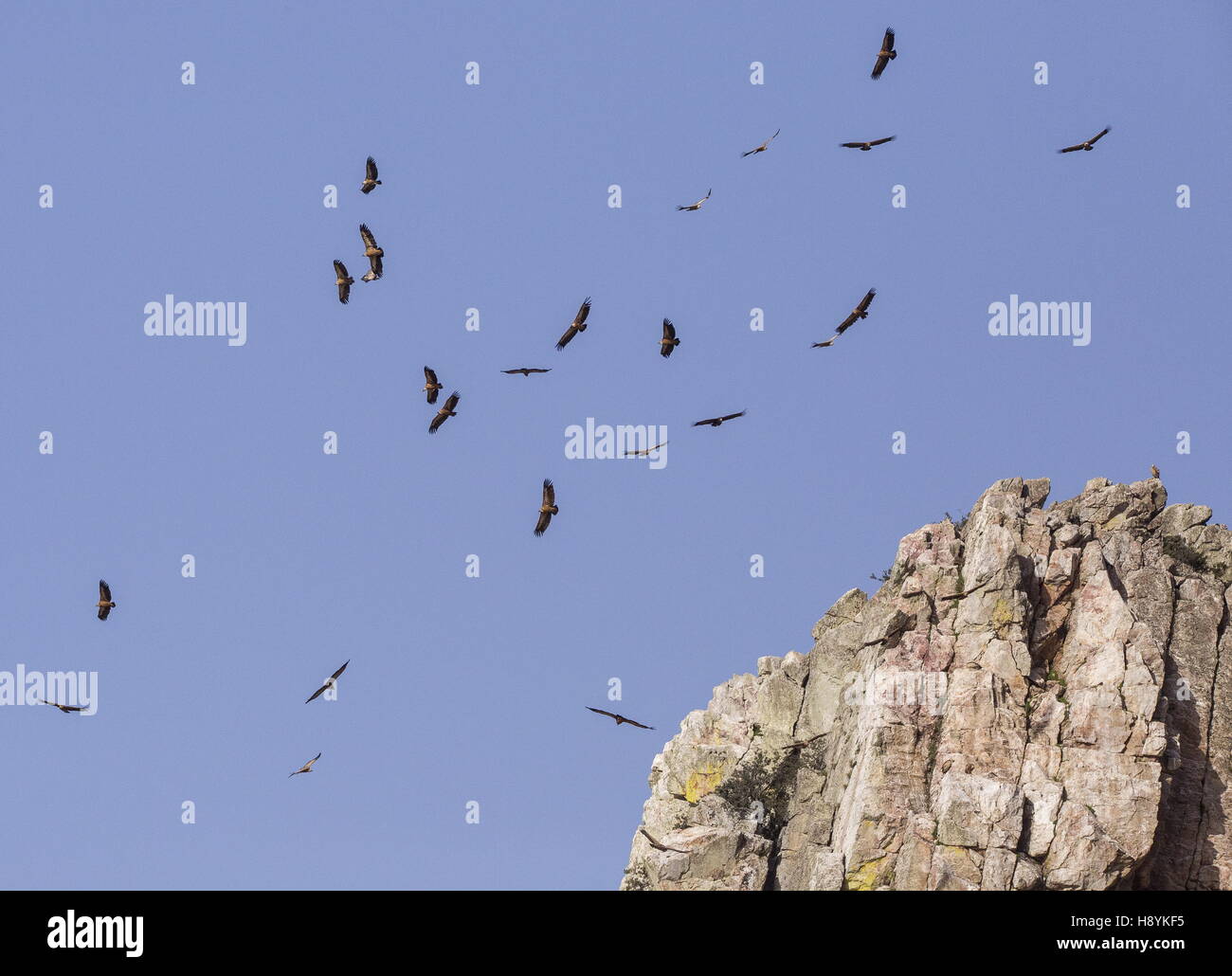Birdwatching extremadura hi-res stock photography and images - Alamy