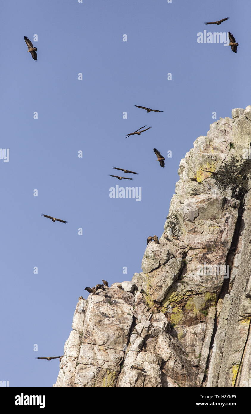 Griffon vulture griffon vultures hi-res stock photography and images ...