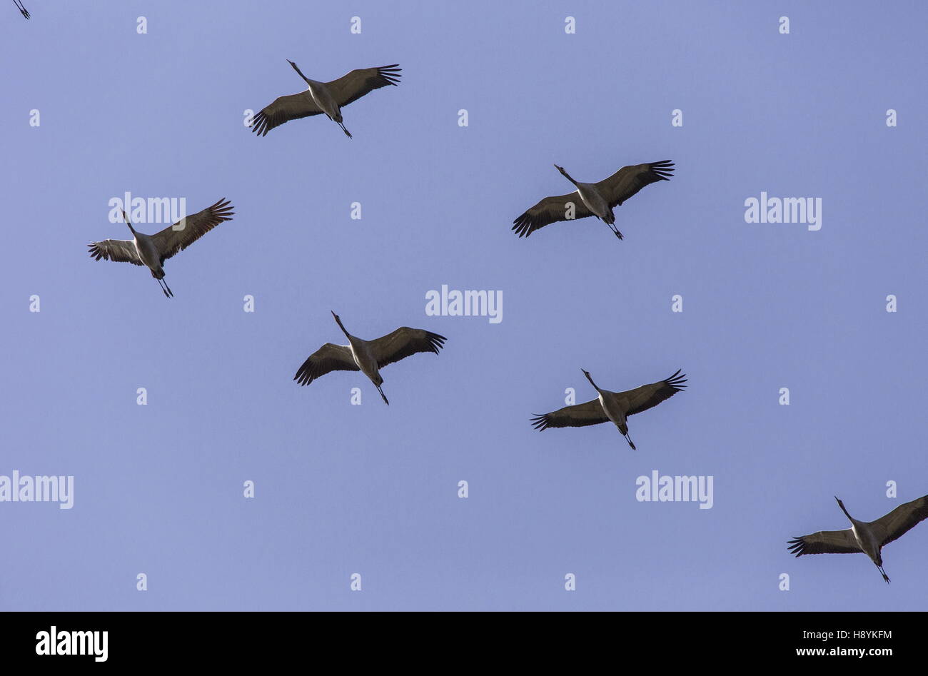 Flock of Common Cranes, Grus grus, in flight at start of northward ...