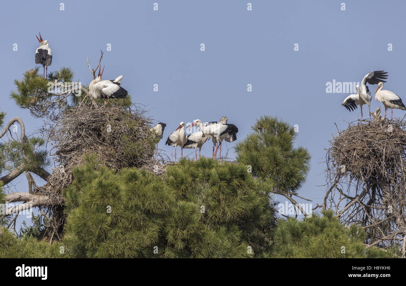 Breeding colony of White Storks, Ciconia ciconia, in old pines ...